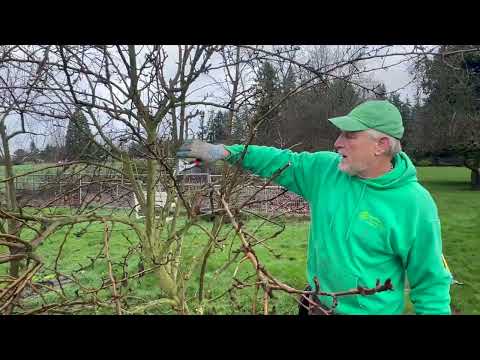 Formative & Structural Pruning of Young Fruit Trees Tutorial | Good ...