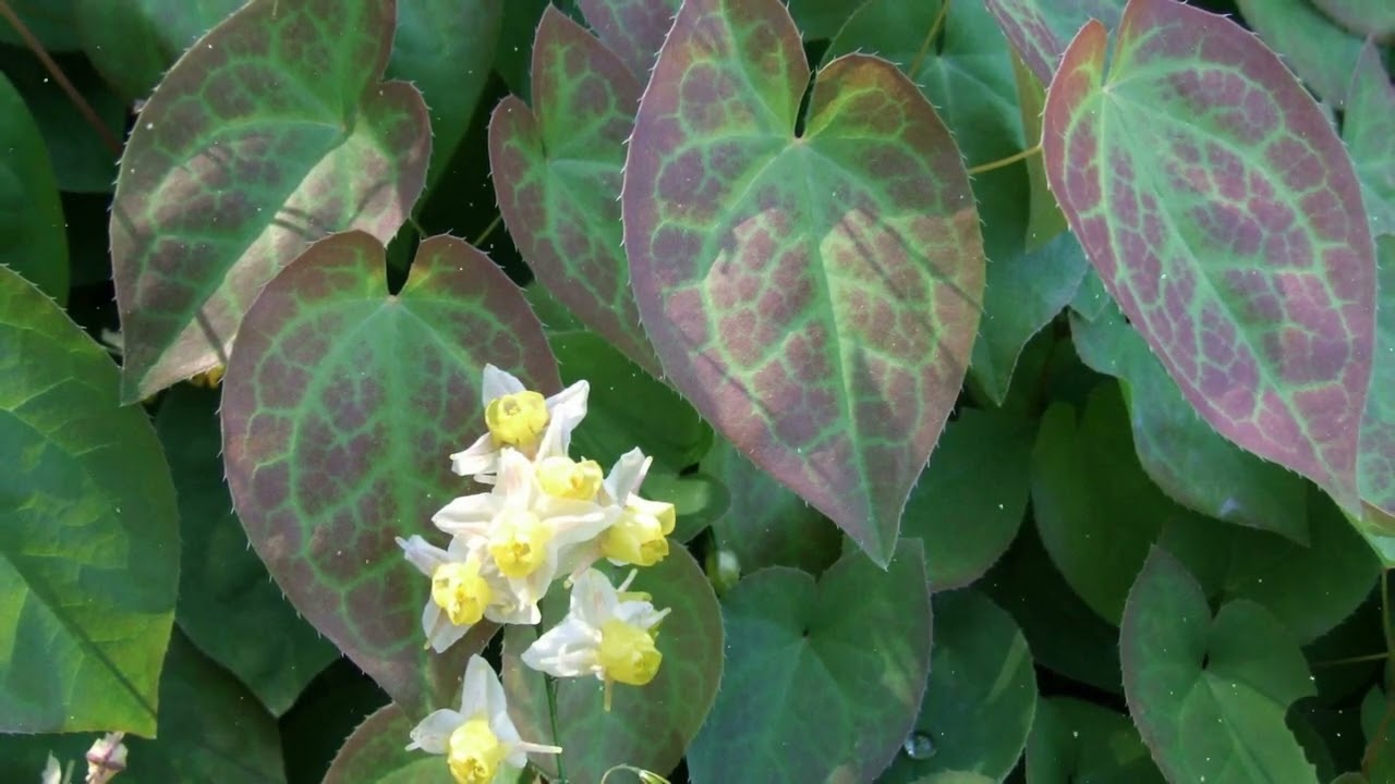 How to Grow Epimedium