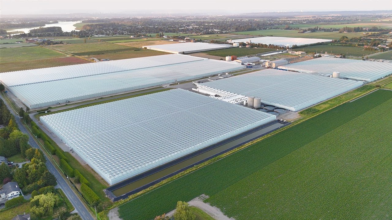 Windset Farms: First Delta Expansion Planting
