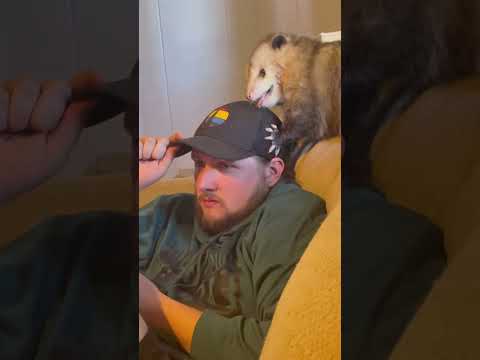 "Possum Core"#funnyvideo #ineresting #funny #animals #lovely #possum