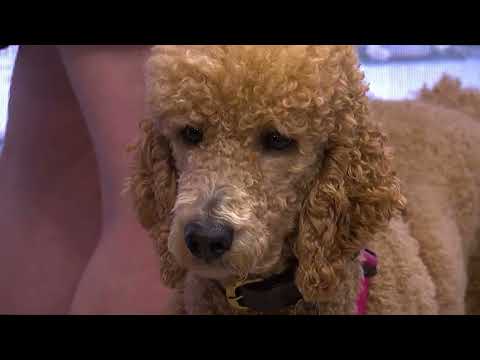 Pet Photography Tips and Tricks!