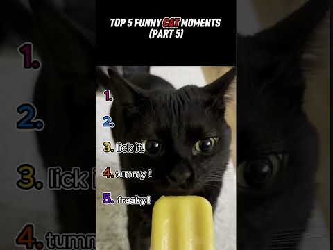 top 5 funny cat moments!!!πππ