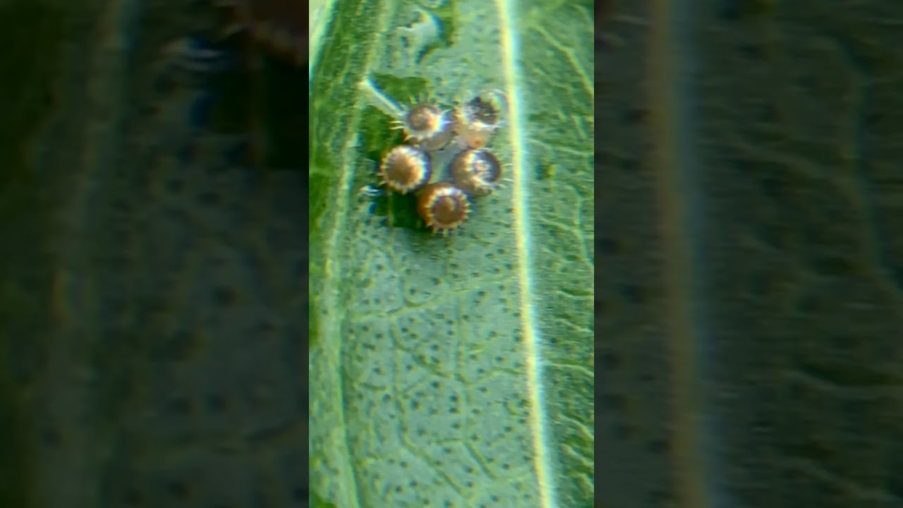 Spiky stink bug eggs waiting to hatch - close up