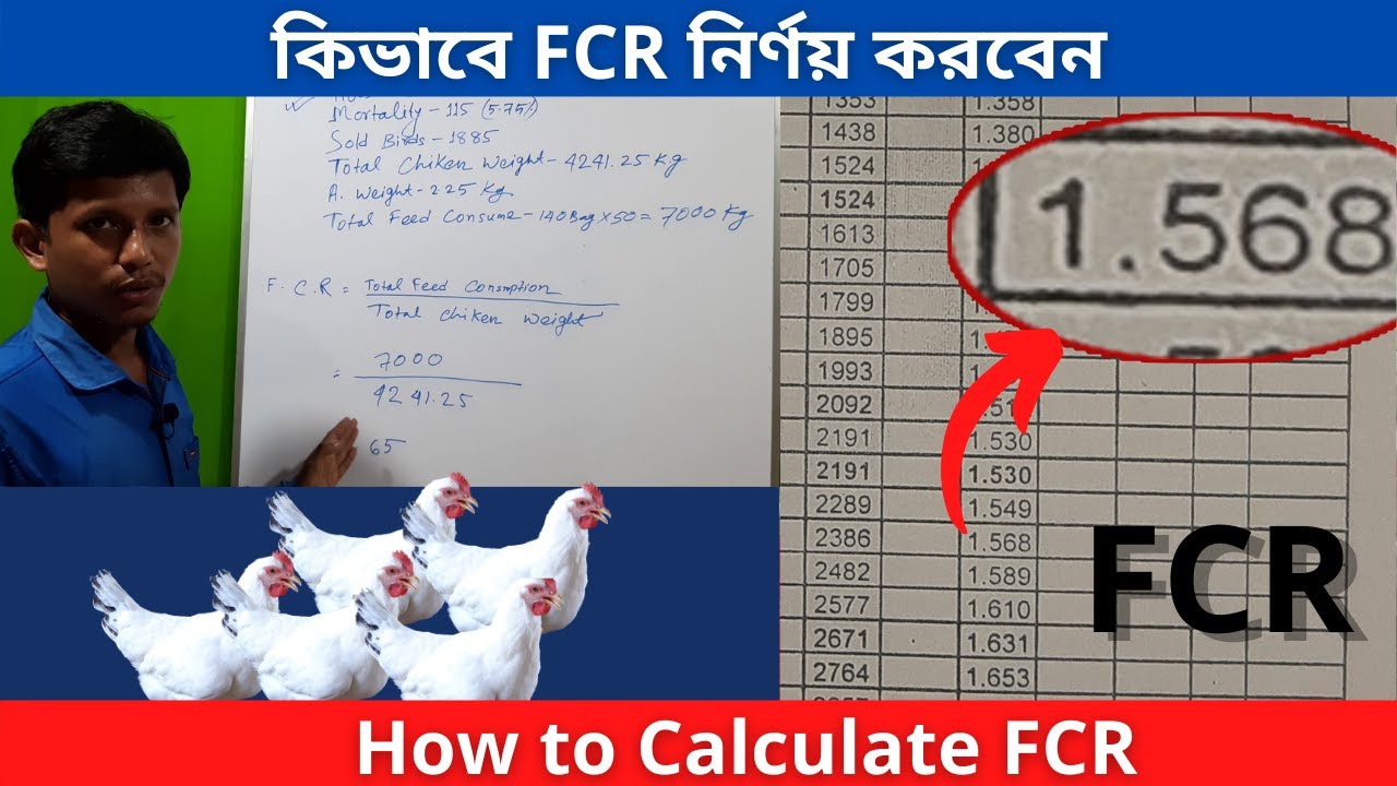 How to calculate FCR in your poultry farm | Agriculture Tour