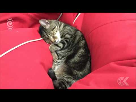 Community mourns iconic, and naughty, local library cat: RNZ Checkpoint