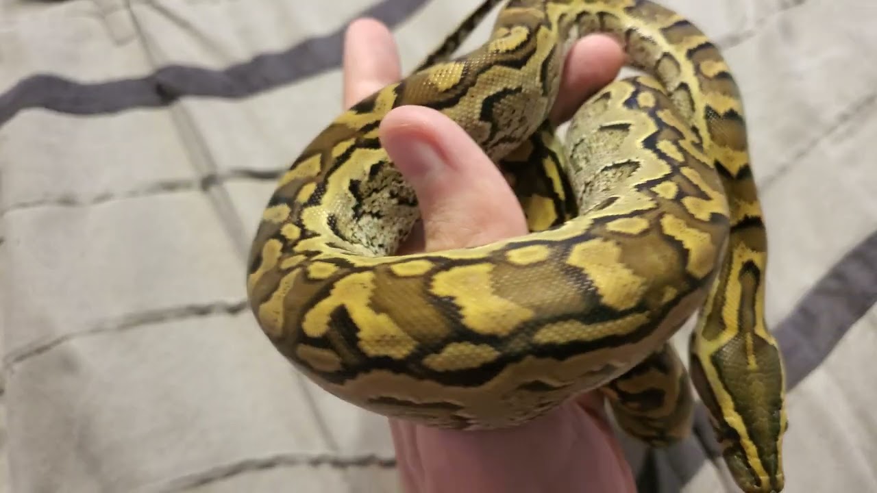 My African Rock Python (python sebae)