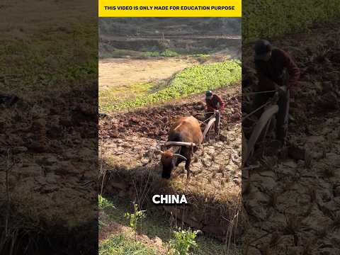 Ploughing with oxen in some places in China #shortvideo