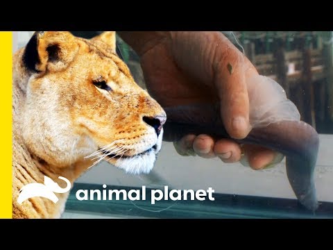 Why Do Only Lionesses Hunt, And What Makes Hagfish So Gross? | How Do Animals Do That?