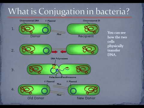 What is conjugation (genetic transfer) in bacteria? Why is it important?