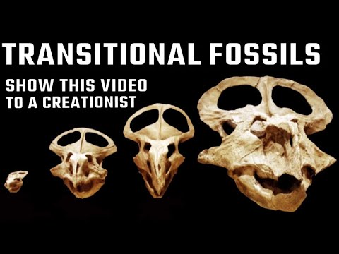 Multiple Examples of Transitional Fossils: Evidence of Evolution