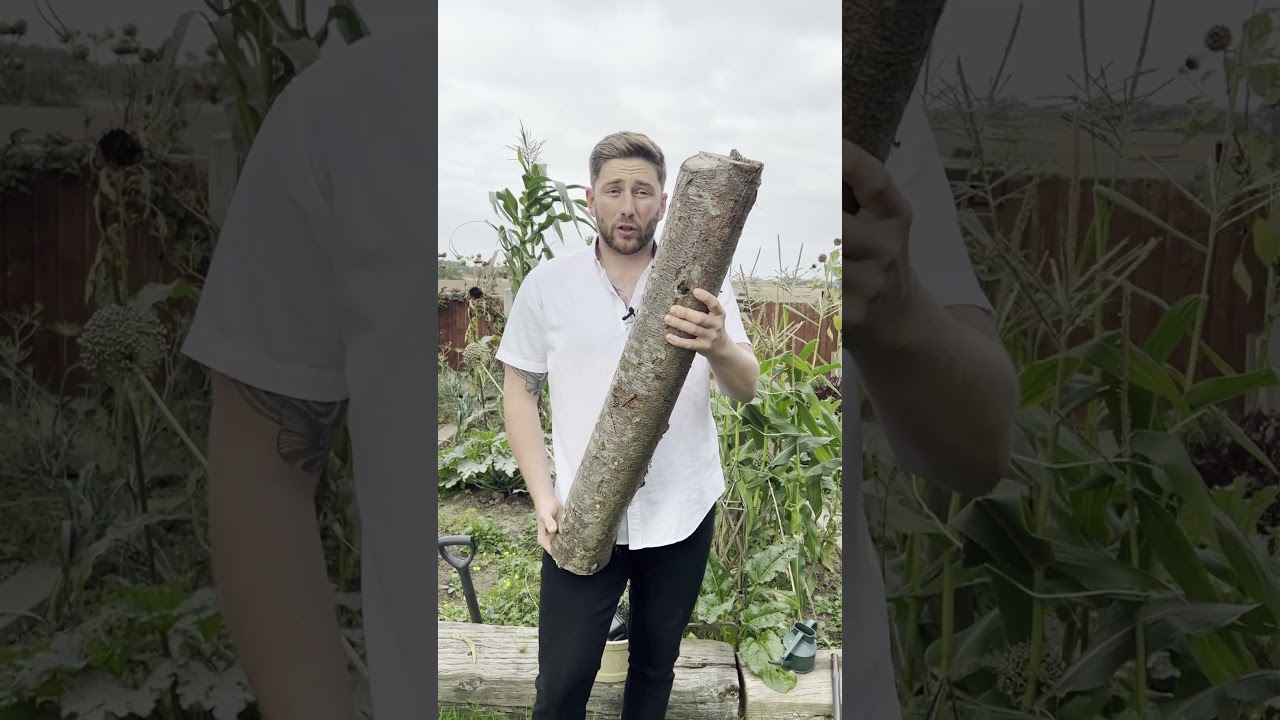 Growing Mushrooms on Logs | The best method? (Part 1)