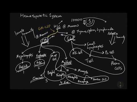 Hematopoietic System