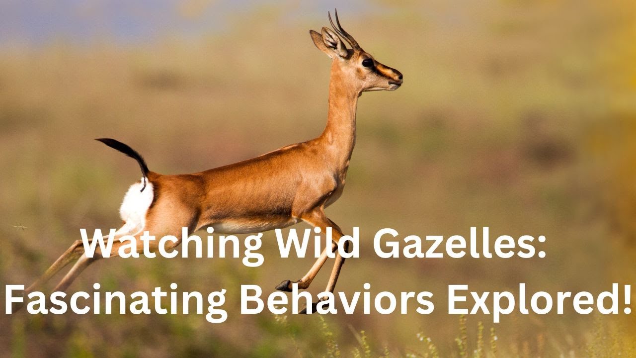 Watching Wild Gazelles: Fascinating Behaviors Explored!