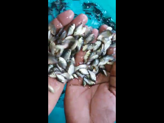 Pangasius Fish Seeds - Pond Rupchanda Fish Seeds from Sitamarhi