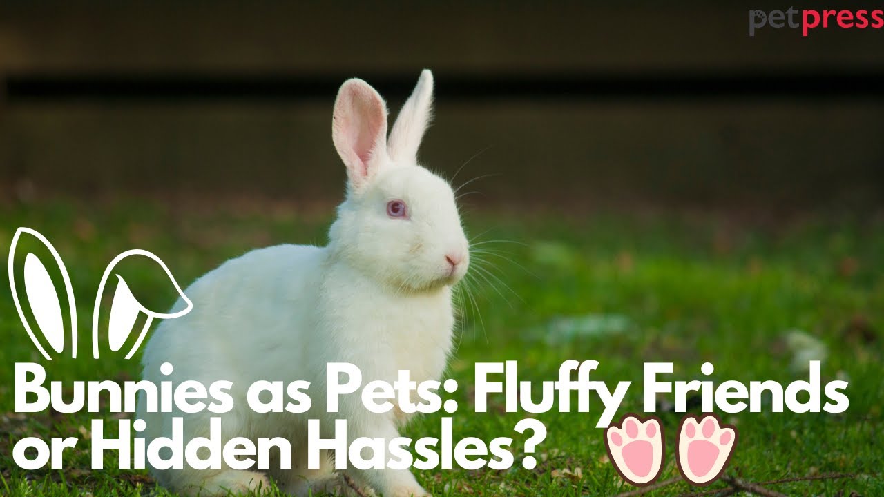 Bunnies as Pets: Fluffy Friends or Hidden Hassles? \