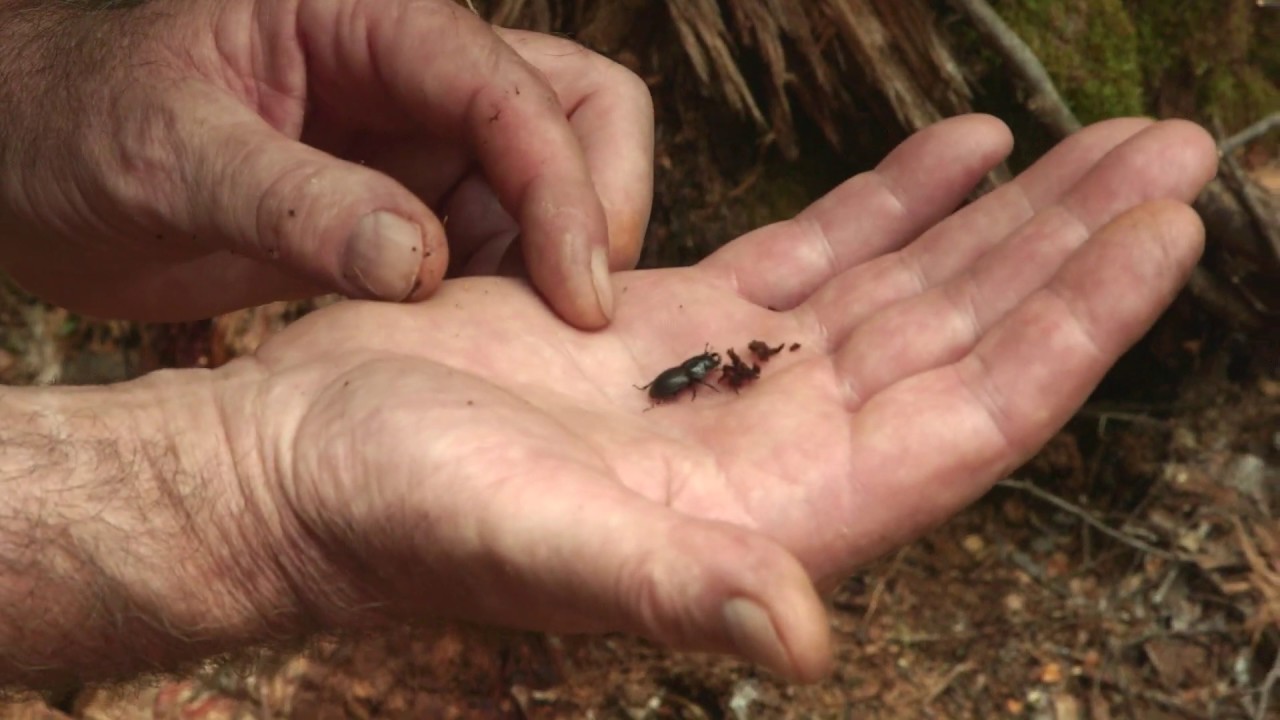 Stories Behind our Trees - Principal Investigator Warra