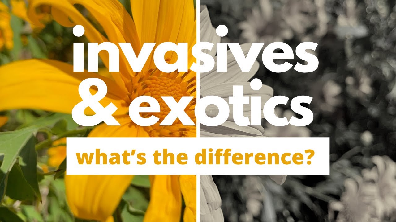 Alien Invasives and Exotics - What's the difference?