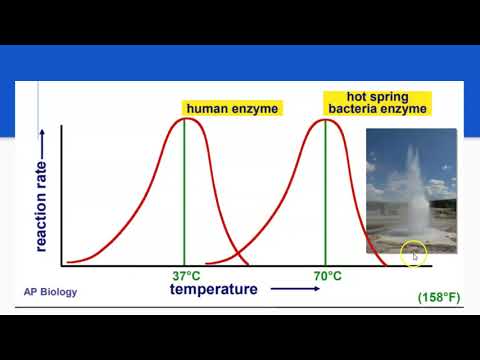 AP Bio Enzymes