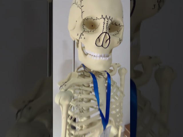 Human Skeleton - Human Body Skeleton Service Provider from Ambala
