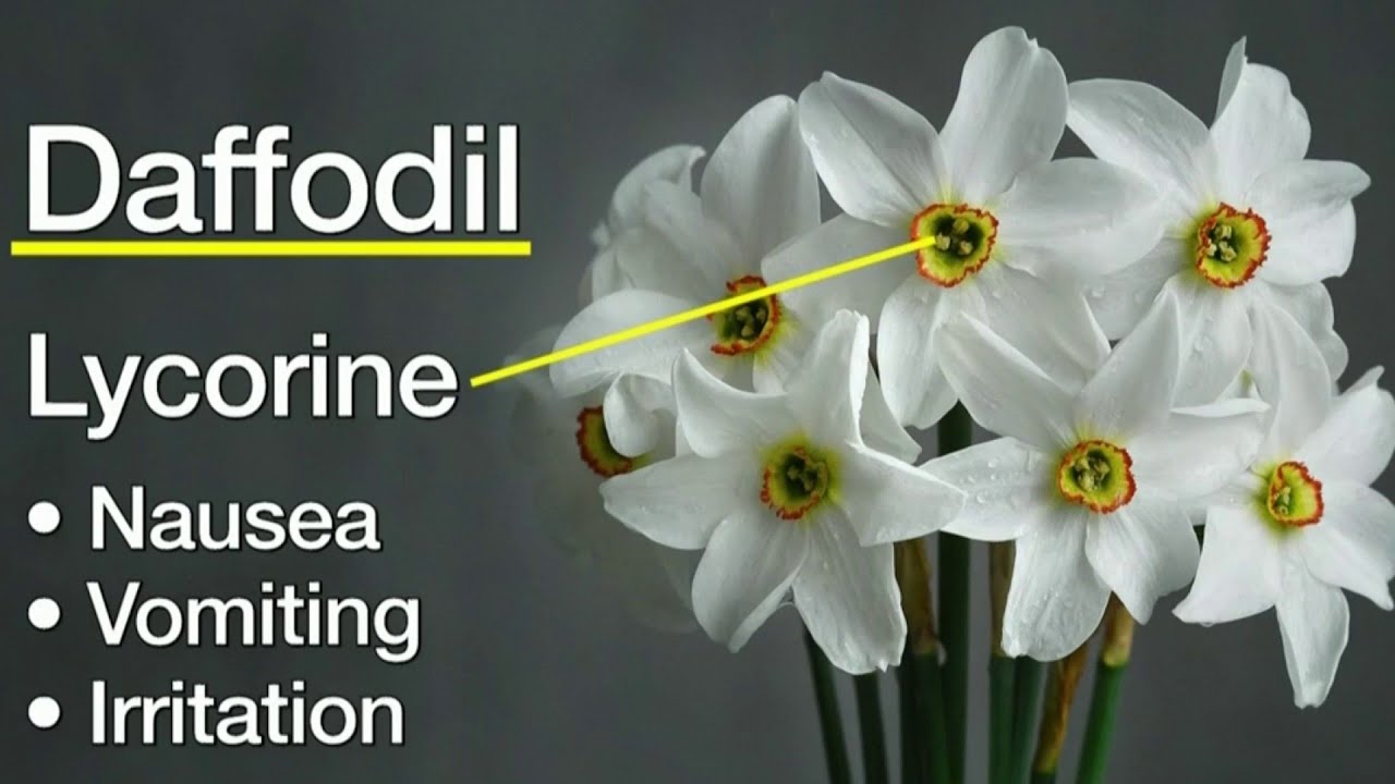 Hidden dangers: Beware of these common household plants that can make you sick