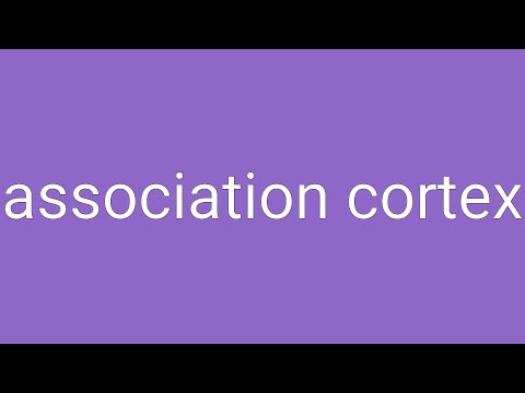 Association Cortex Definition & Meaning