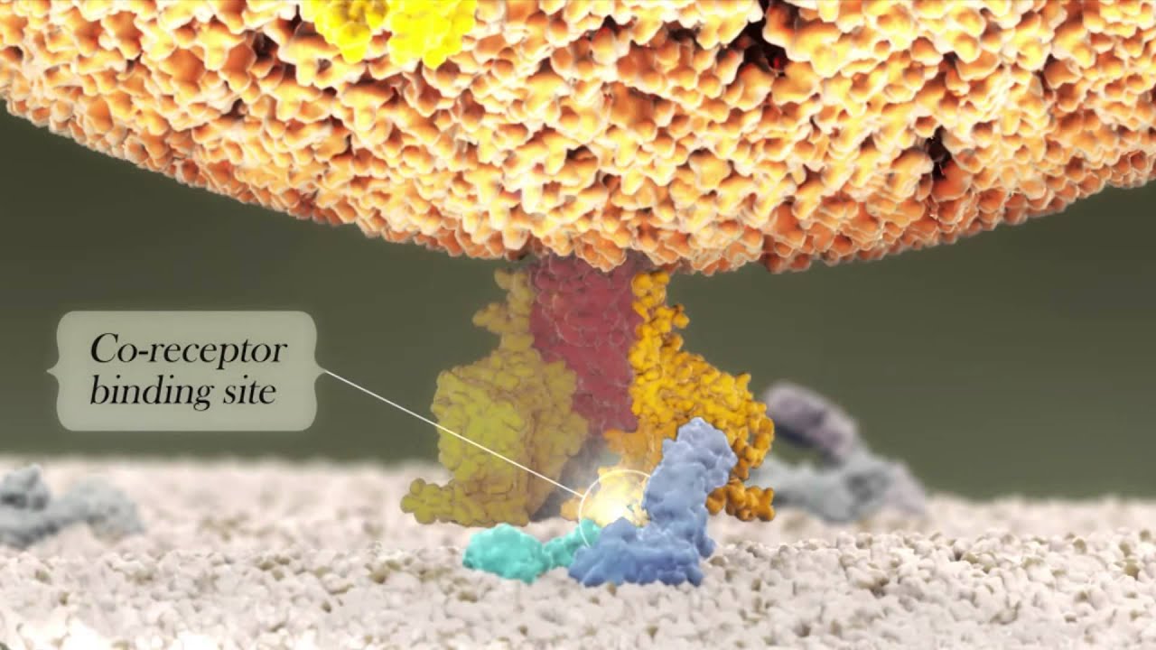 Safety and efficacy of an HIV-1 attachment inhibitor