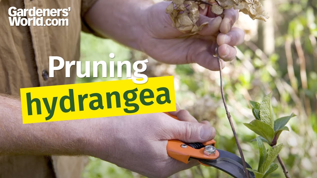 When is the best time to prune hydrangea?