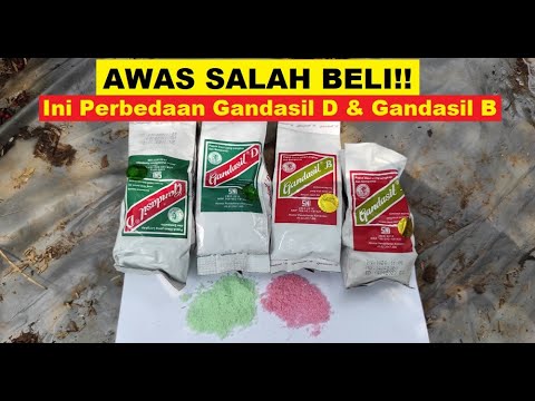 Awas Salah Beli!! Ini Perbedaan Pupuk Gandasil D Dan Gandasil B - Ayo Berkebun