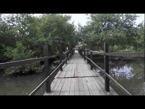 Promenade dans la mangrove | Mangroves Congo