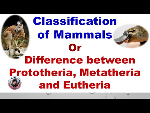 Classification of mammals | Difference between Prototheria, Metatheria and Eutheria | HSR Bioinfo