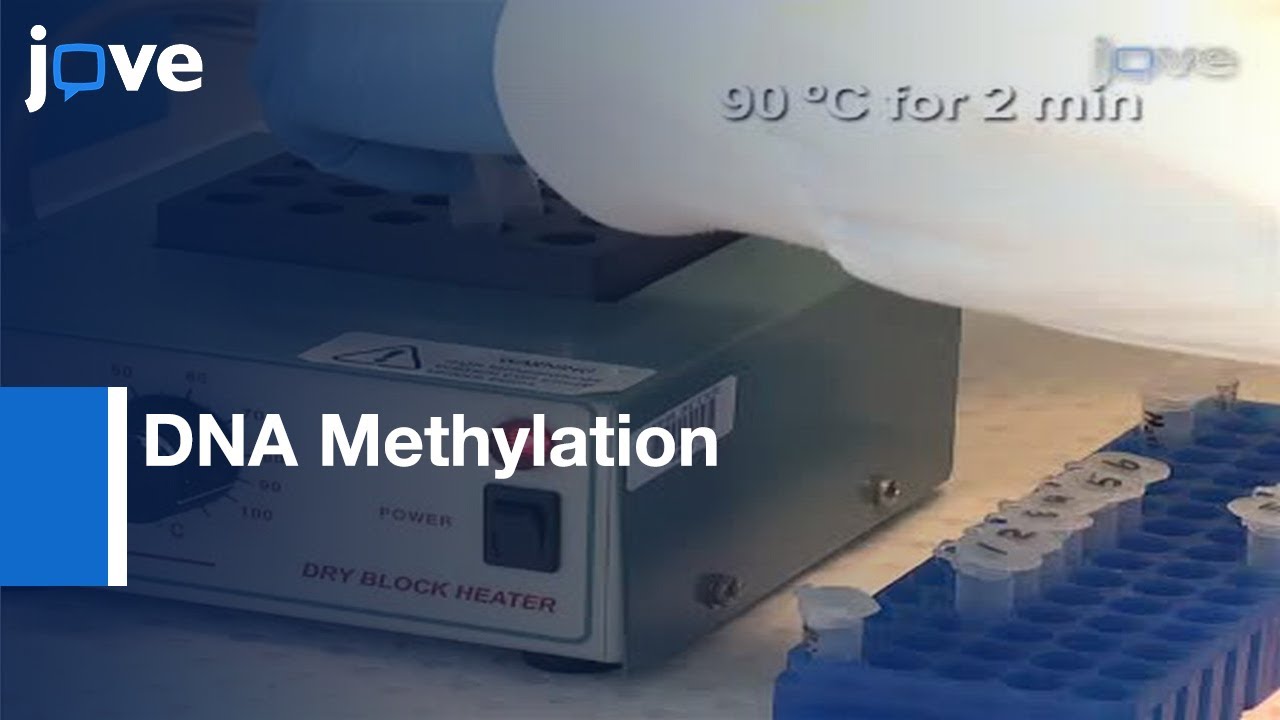 DNA Methylation: Bisulphite Modification & Analysis l Protocol Preview