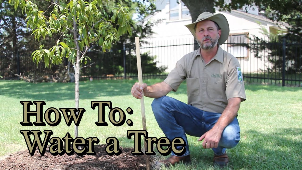 How to Water Your New Tree - Tree Tips #2