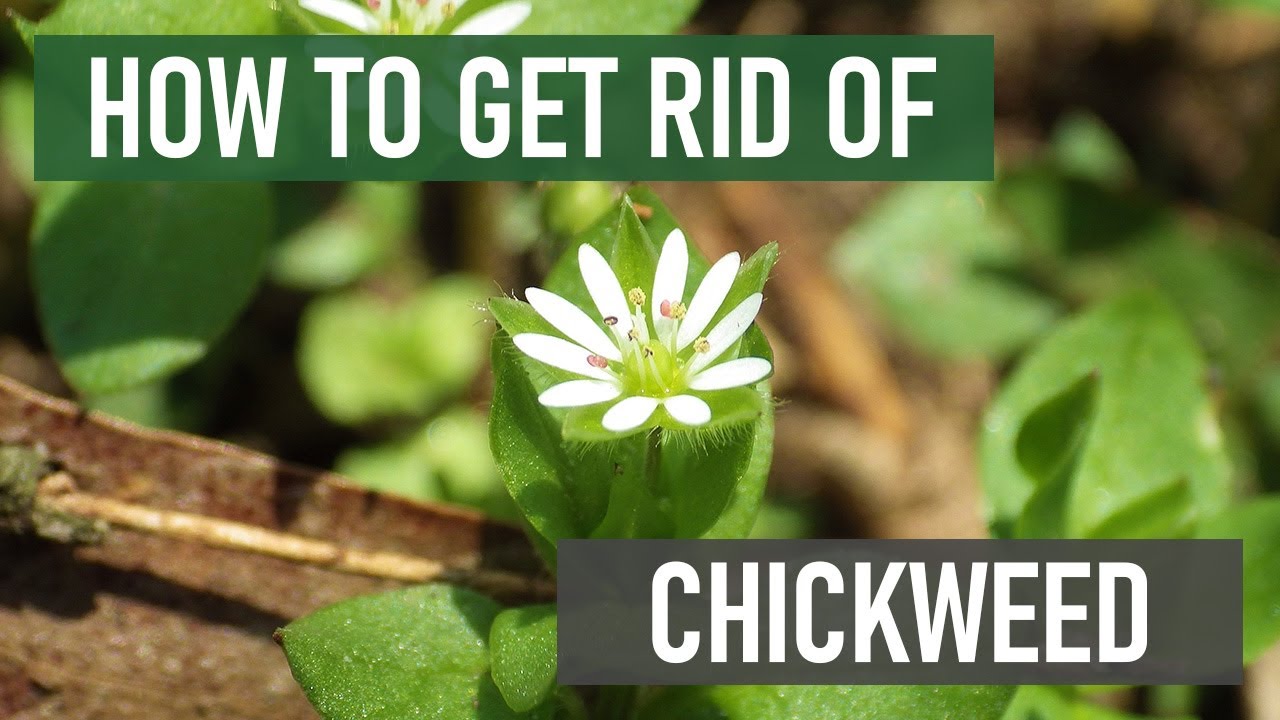Chickweed Control: How To Get Rid of Chickweed | DIY Chickweed ...