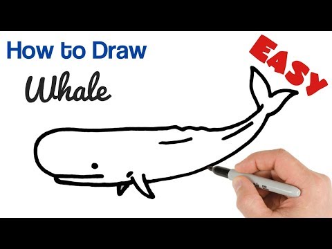 How to Draw a Whale Easy Art Tutorial for Beginners