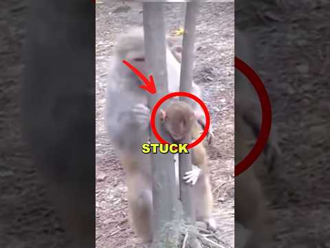 STUCK BABY MONKEY! #animalrescue #savinganimals #shorts