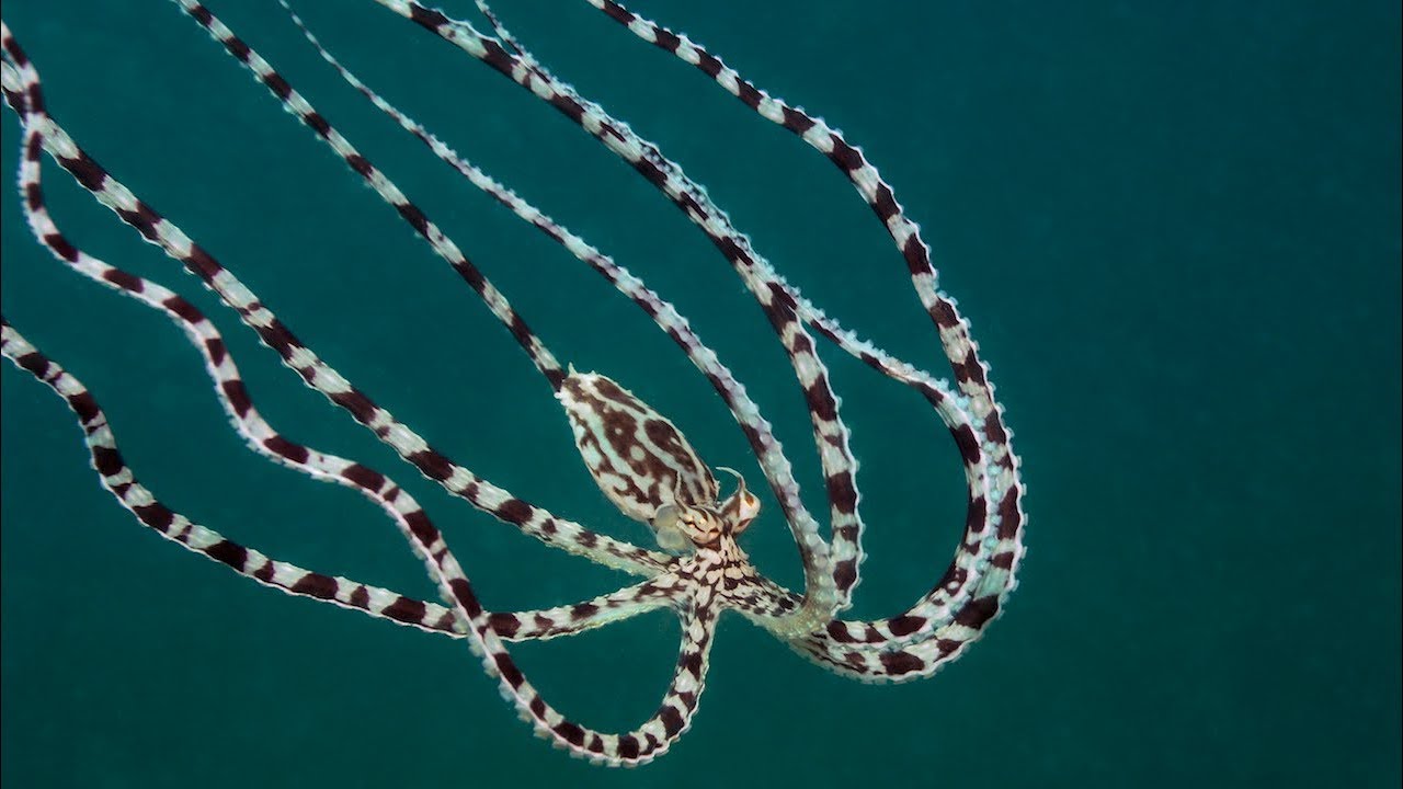 Mimic Octopus: Master of Disguise
