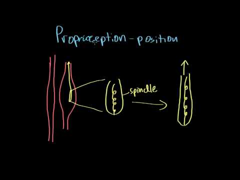 Proprioception vs. Kinesthesia