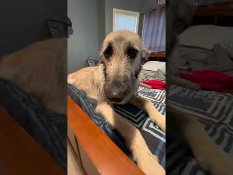 Lazy Irish Wolfhound won't get on the bed.