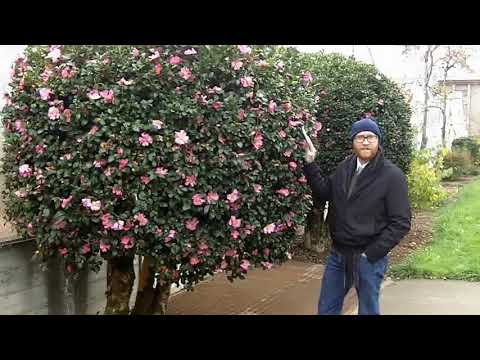 Sasanqua camellia (Camellia sasanqua) - Plant Identification