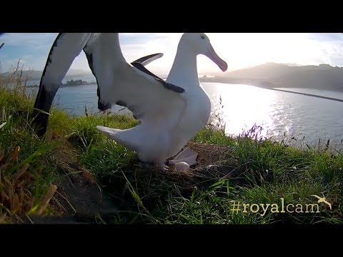 Fledged albatross farewells the mainland | RNZ