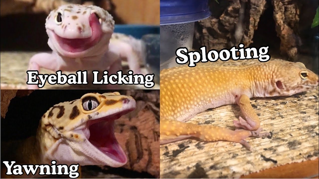Leopard Gecko Behaviors Part 1