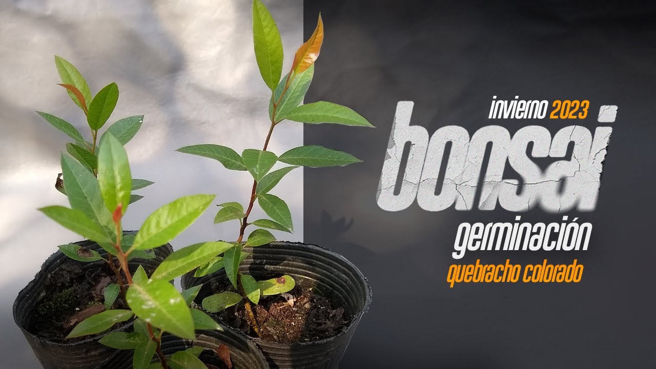 Germination of the Chaco Red Quebracho | Overview | Transplanting seedlings