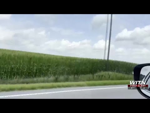 Promising corn season in Beaufort County