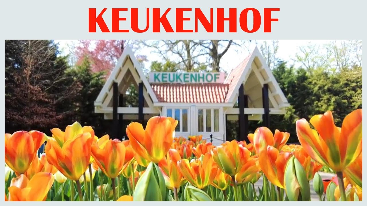 Luxury Tulips  at keukenhof That Improve Mood, Health & Productivity