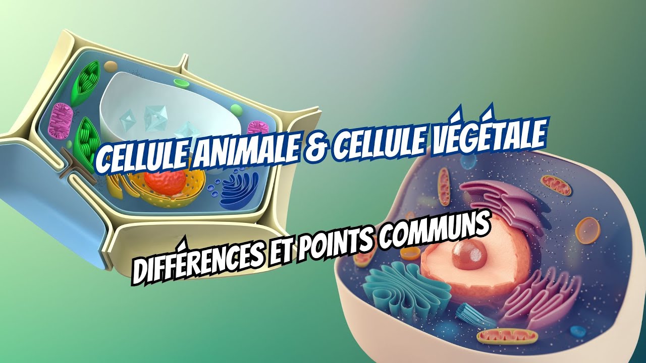 CELLULE ANIMALE & CELLULE VÉGÉTALE : DIFFÉRENCES & POINS COMMUNS
