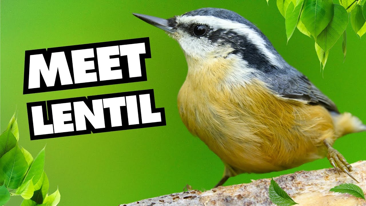 The Cutest Red-breasted Nuthatch There Ever Was