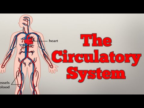 THE CIRCULATORY SYSTEM -Human body- Science