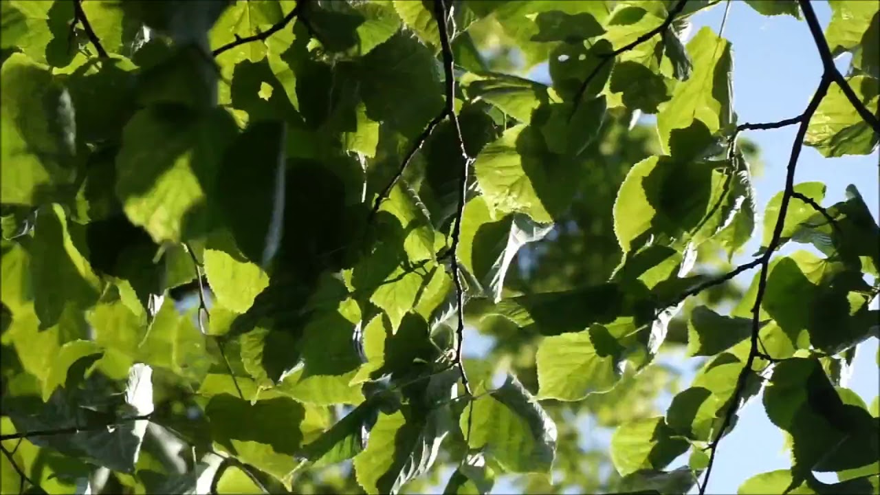 GREEN LEAVES ON A TREE ON A WINDY DAY FREE STOCK VIDEOS FOR CONTENT CREATORS - TOP 10 AGENT