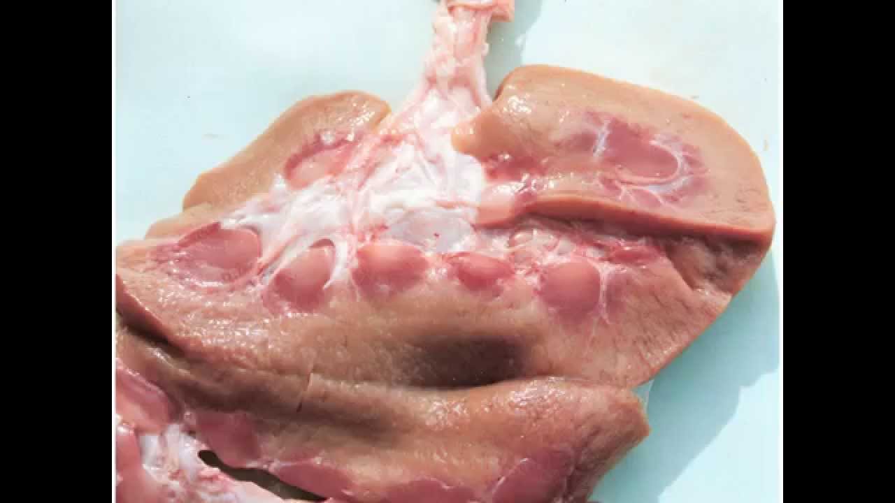 Endocrine system talking Power Point