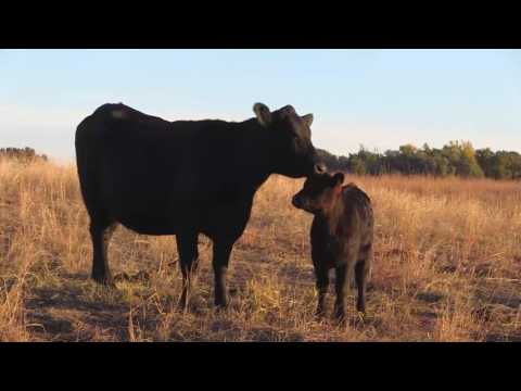Angus VNR: Sizing up the ideal calf